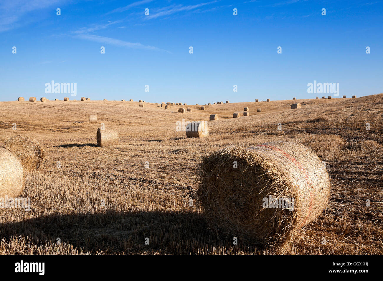 cereal farming field Stock Photo - Alamy