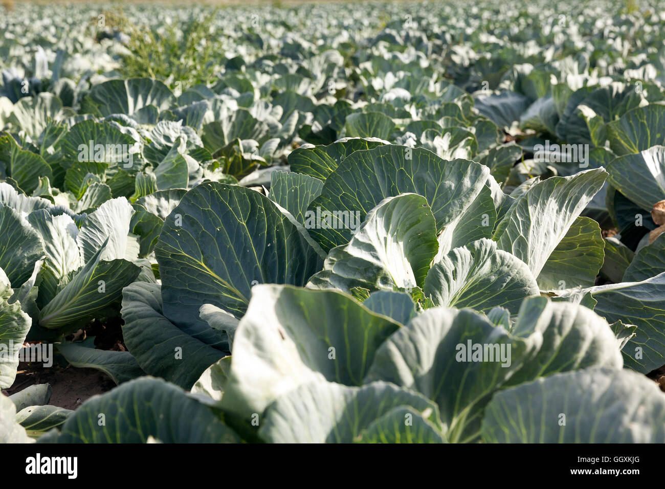 Green cabbage field hi-res stock photography and images - Alamy