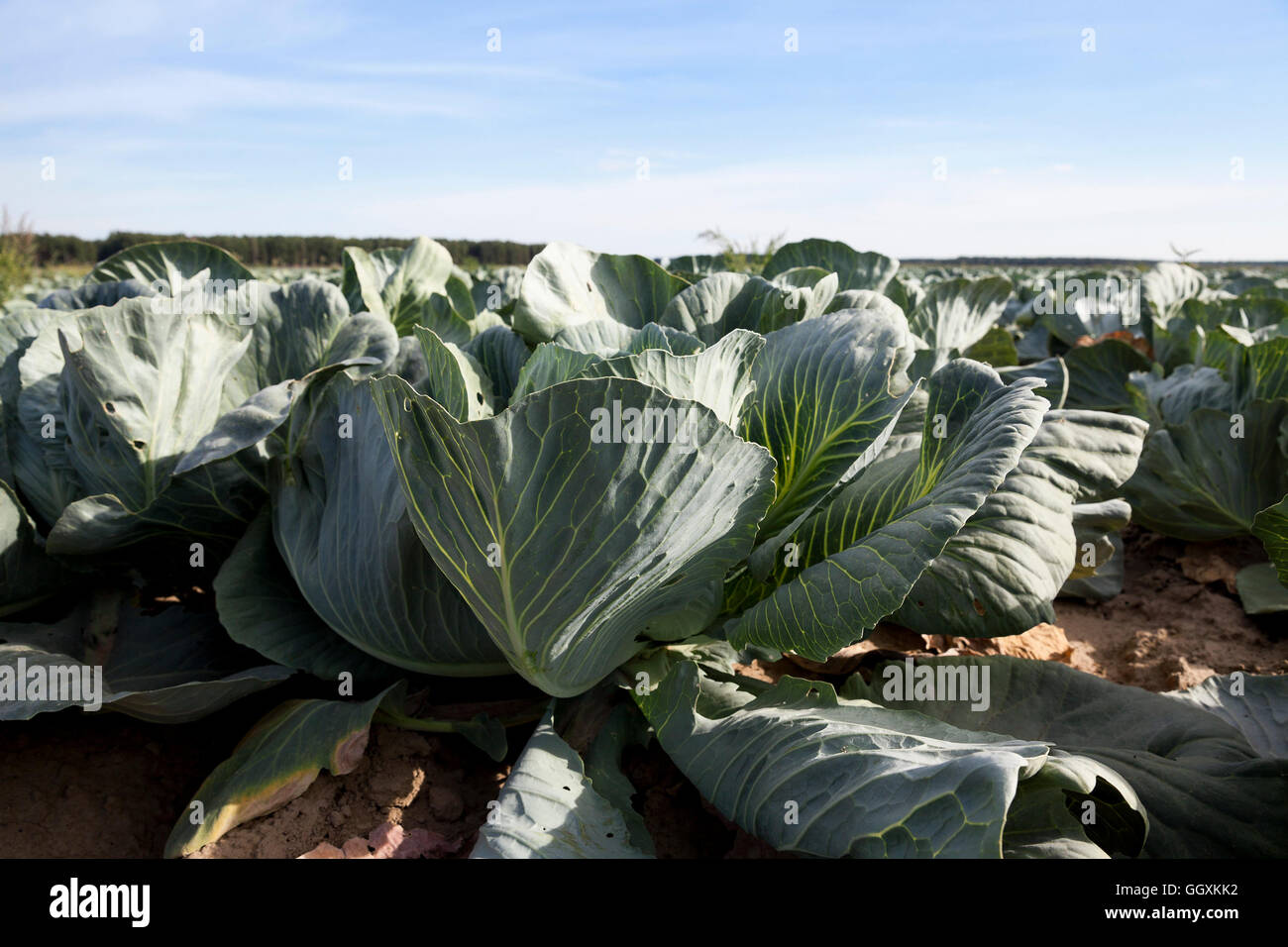 green cabbage field Stock Photo - Alamy