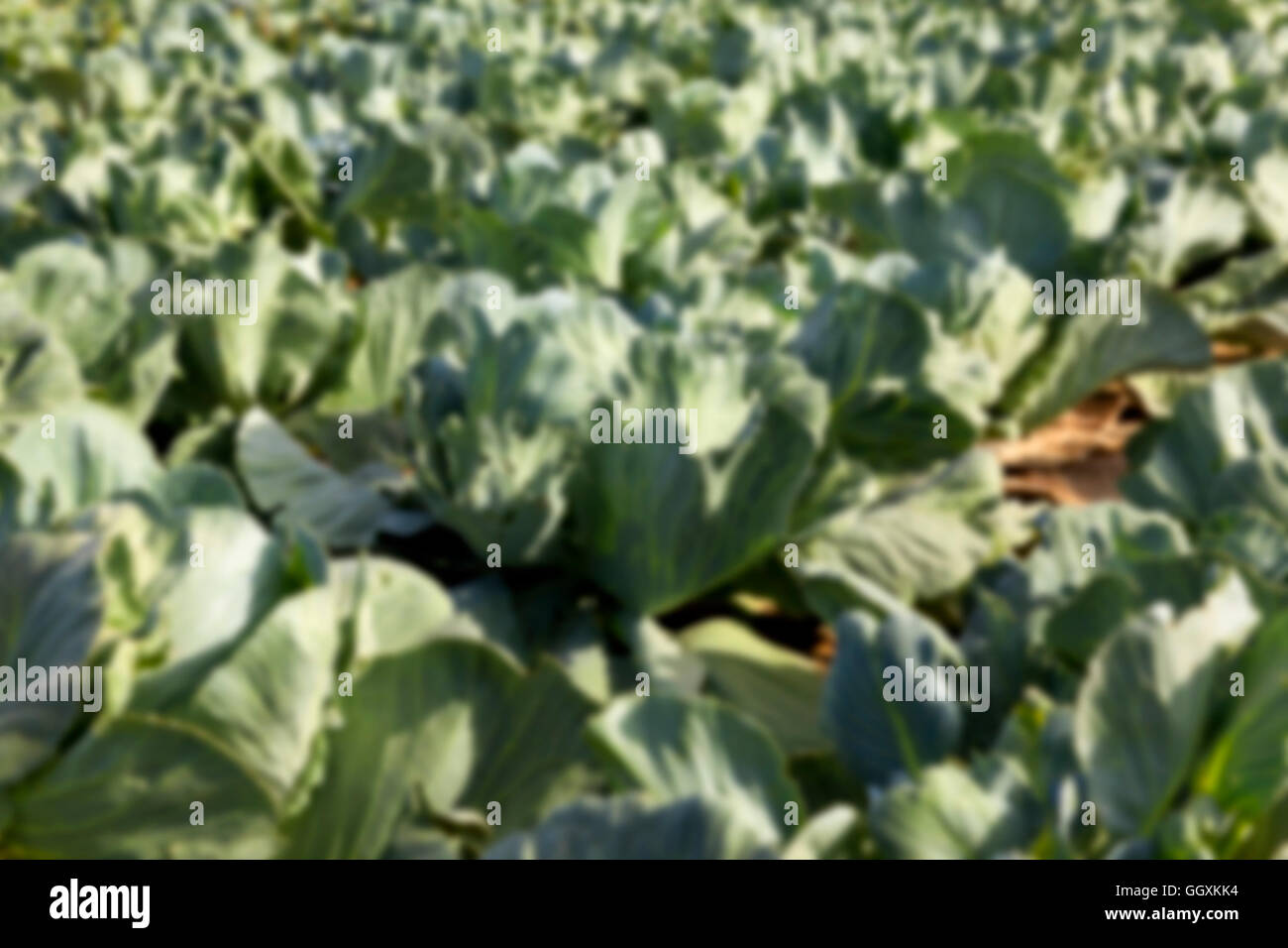 Green cabbage field hi-res stock photography and images - Alamy