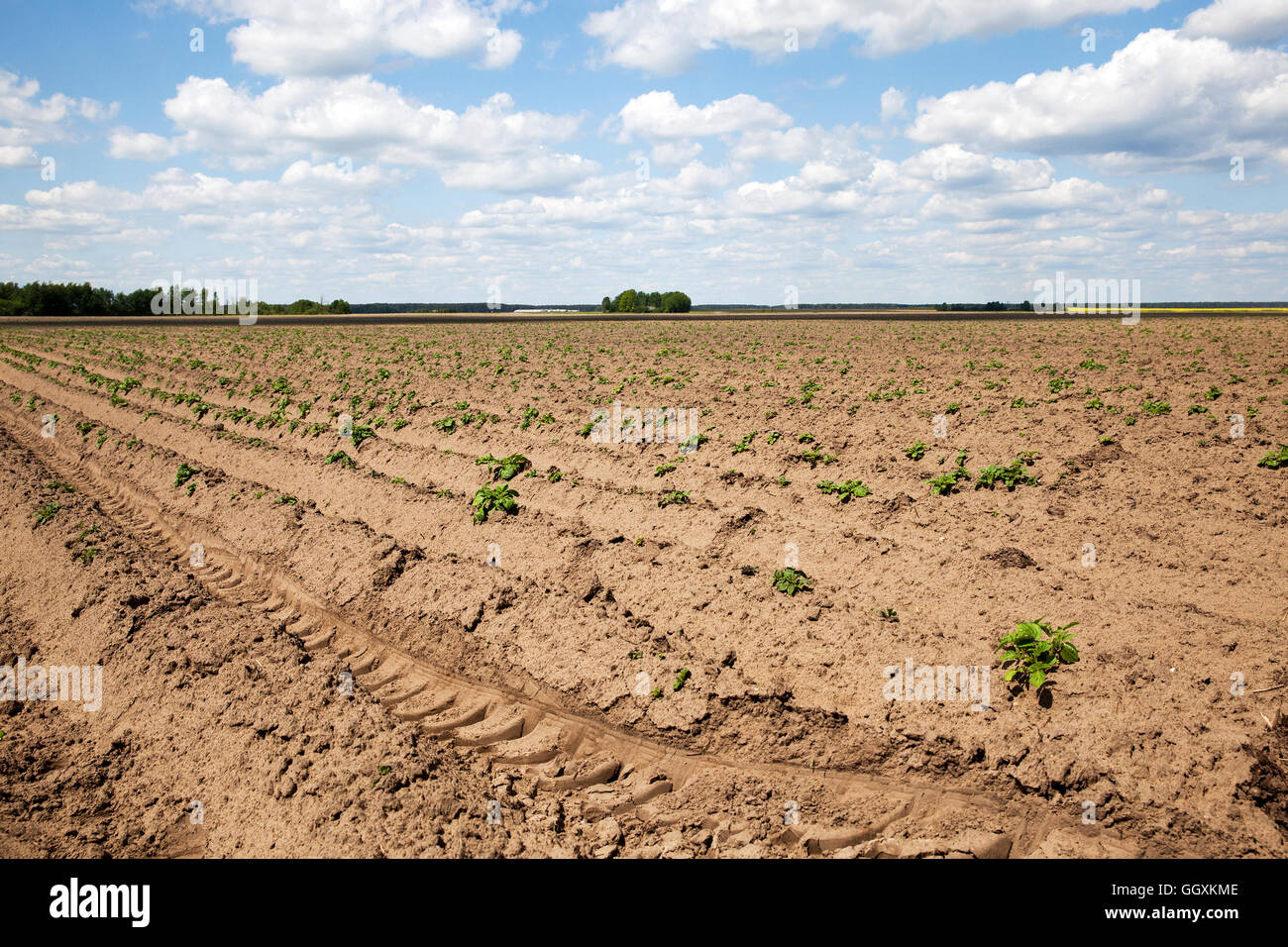 potato field, spring Stock Photo - Alamy