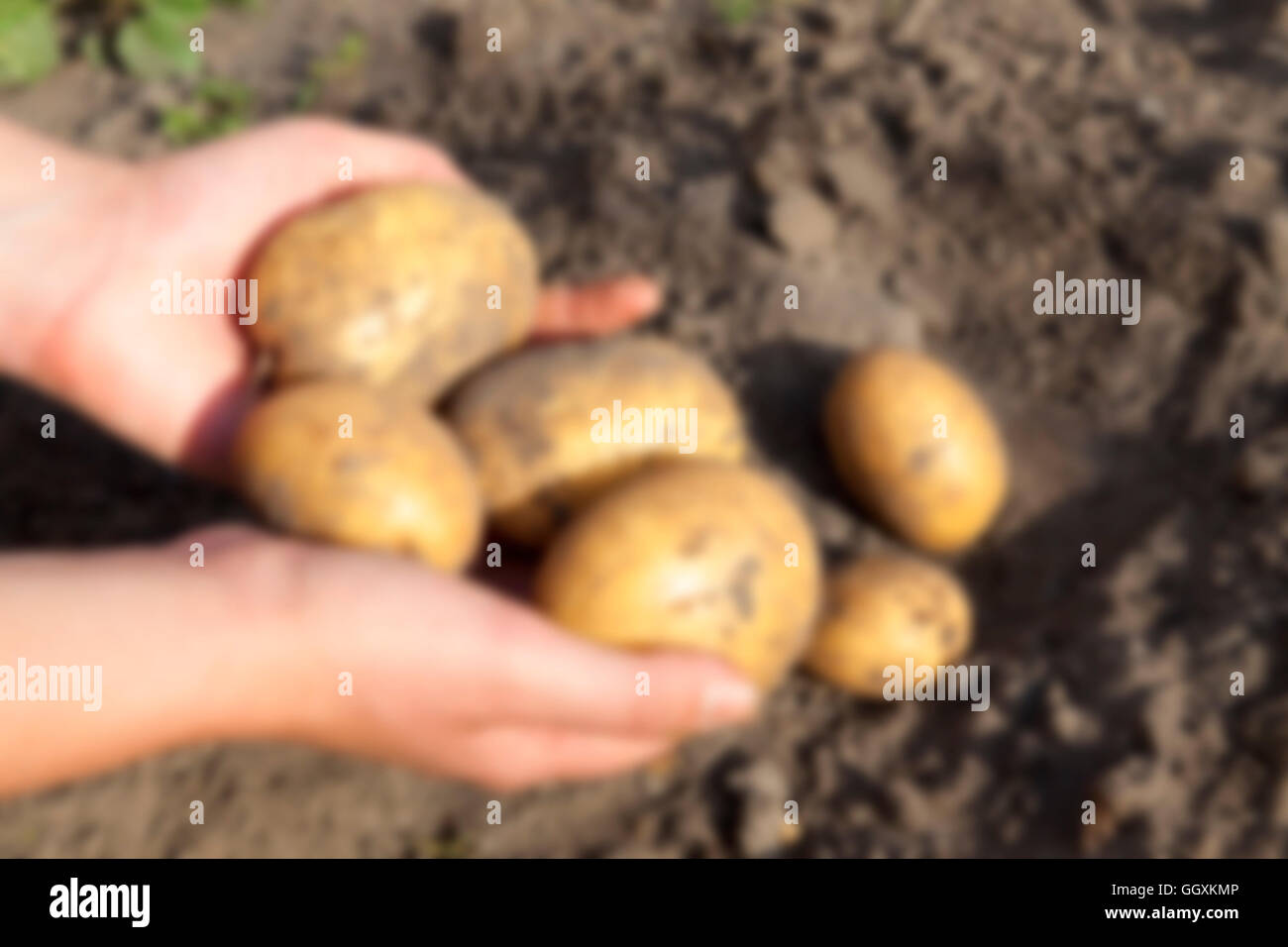 Potatoes in hand Stock Photo - Alamy