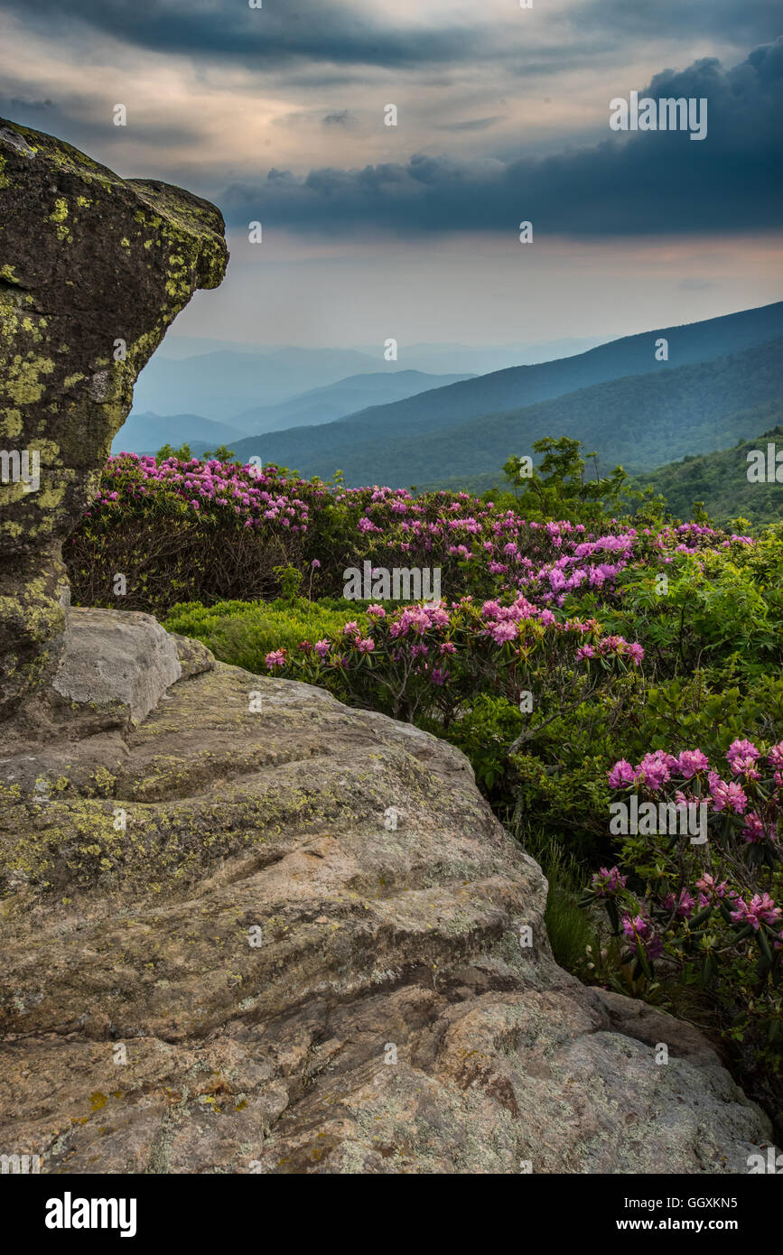 Rhododendron behind Jane Bald keyhole view vertical with blue ridge ...