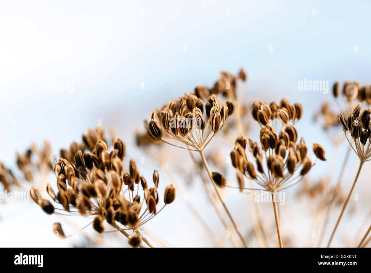 Brown stalk hi-res stock photography and images - Alamy