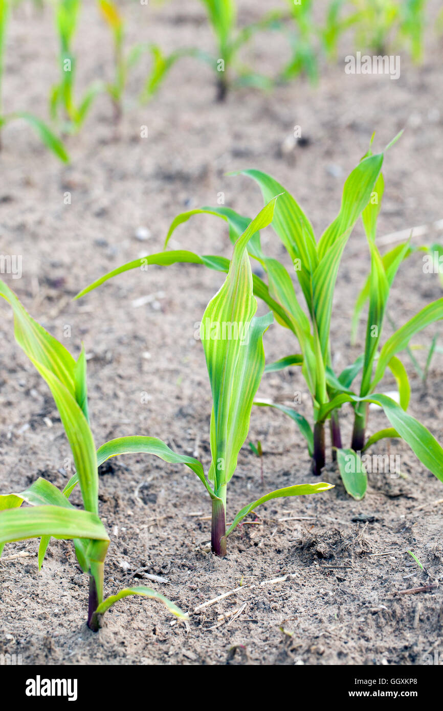 corn field. Spring Stock Photo - Alamy