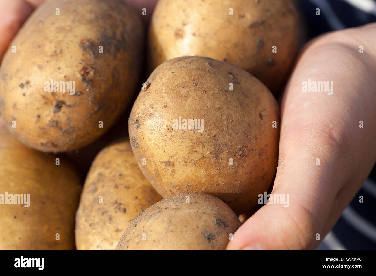 Potatoes in hand Stock Photo - Alamy