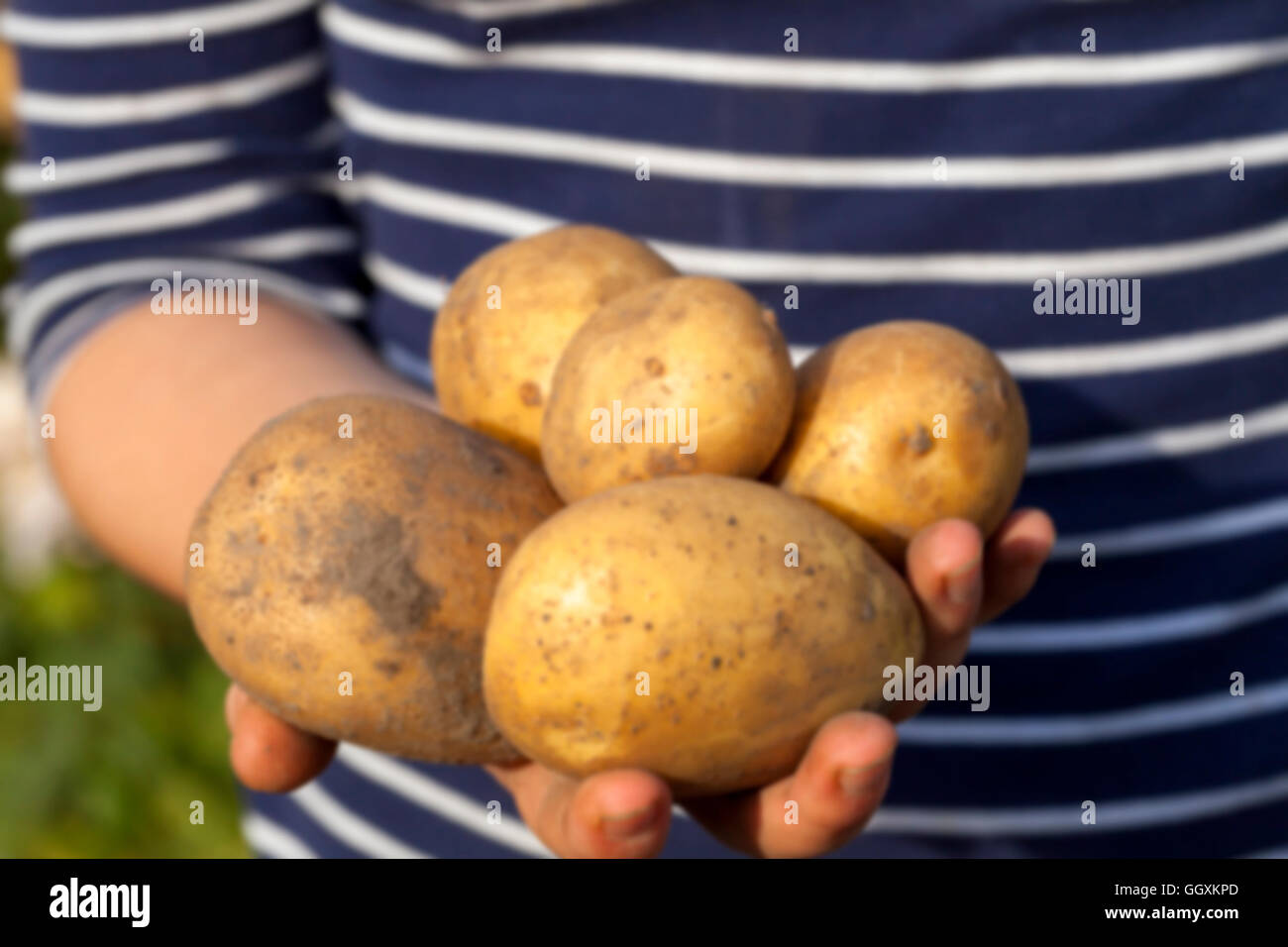 Hand picking potatoes hi-res stock photography and images - Alamy