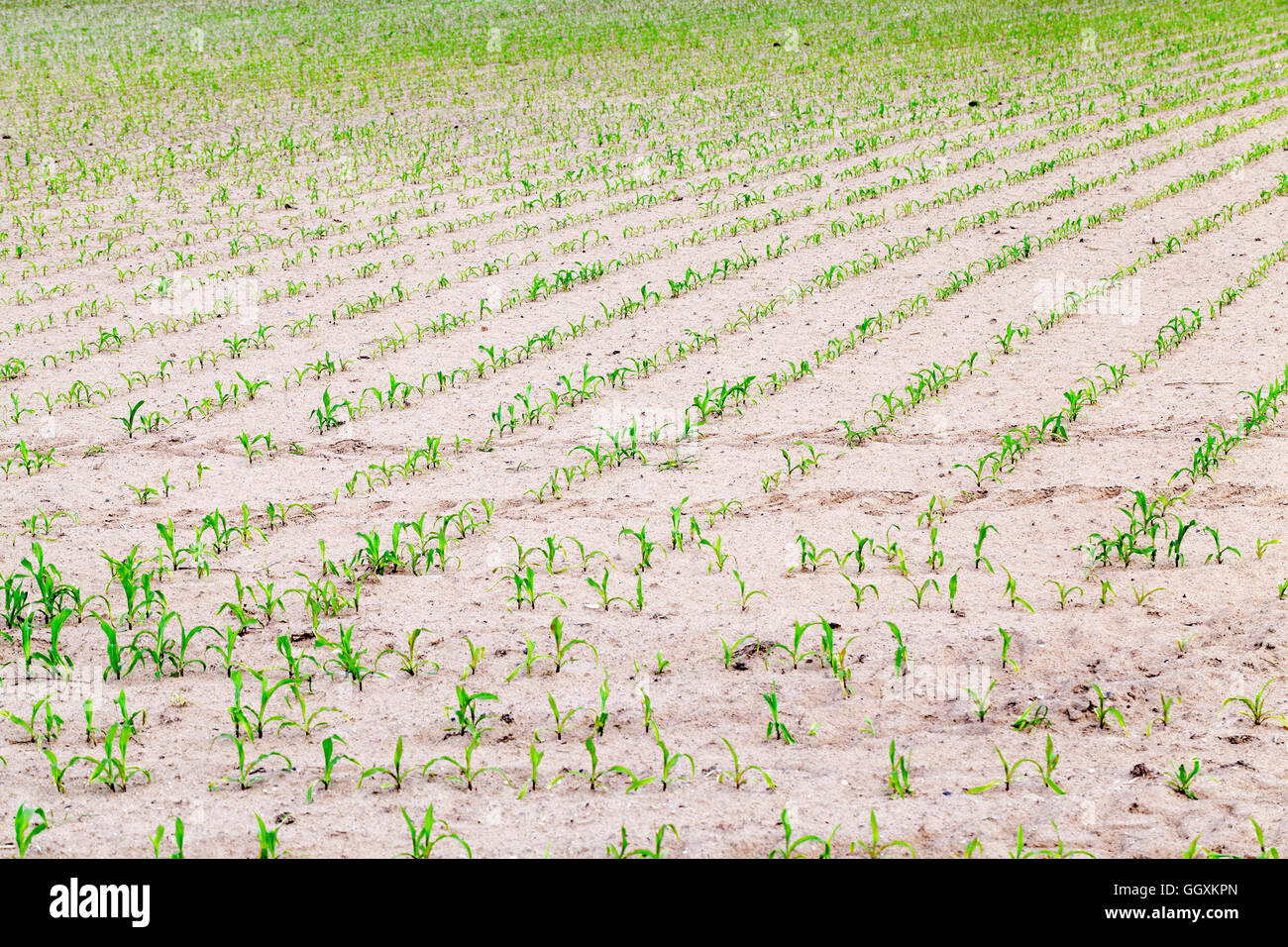 corn field. Spring Stock Photo - Alamy