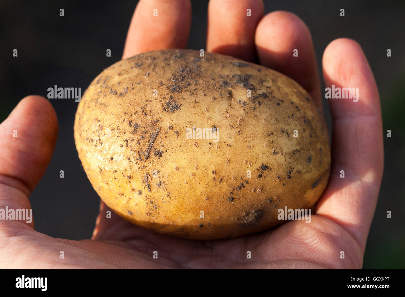 Potatoes in hand Stock Photo - Alamy