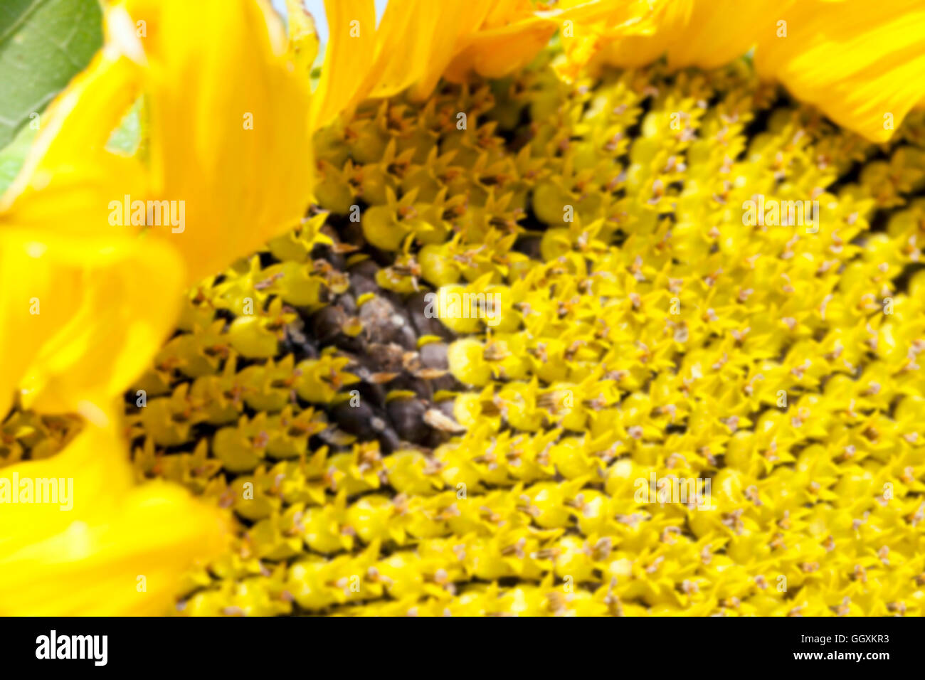 photographed close-up of a sunflower Stock Photo - Alamy