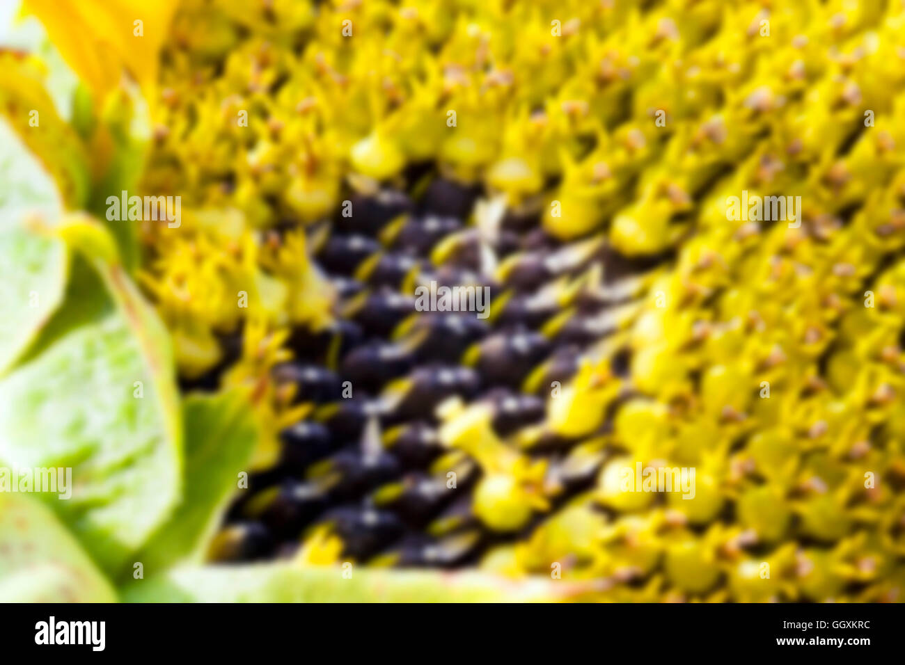 Fibonacci spiral sunflower hi-res stock photography and images - Alamy