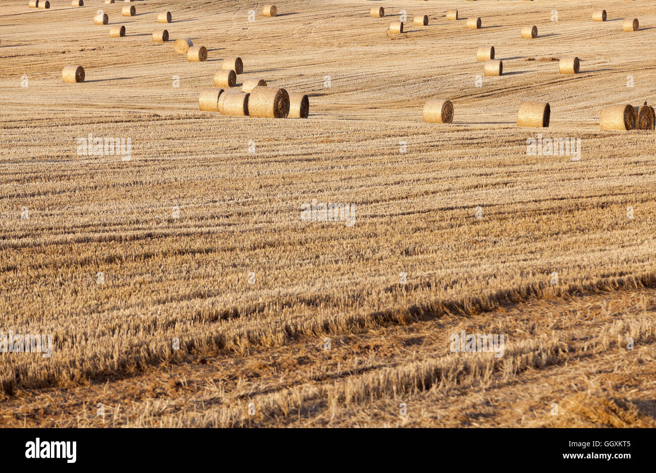 stack of straw in the field Stock Photo - Alamy