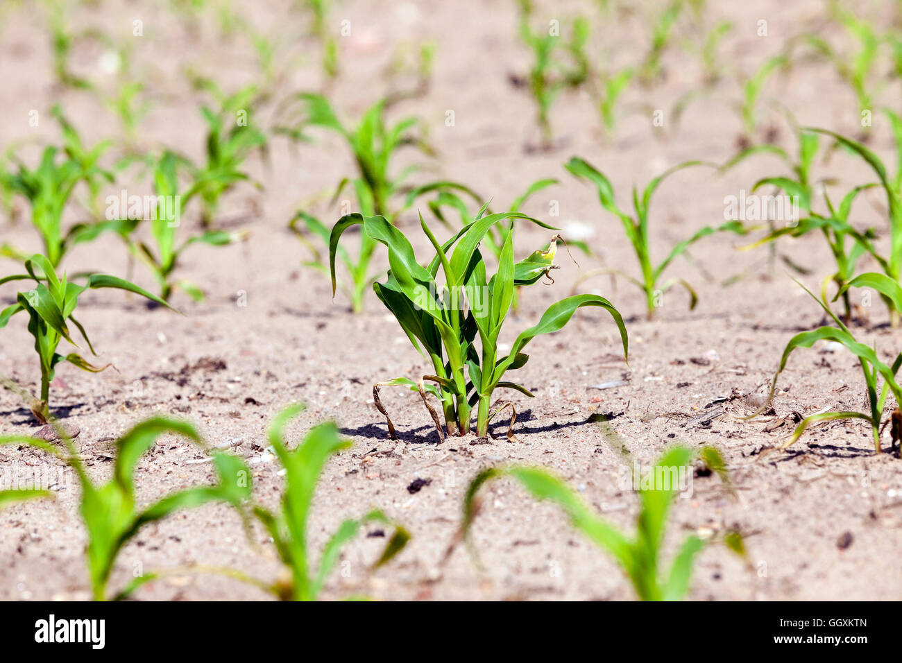 green corn. Spring Stock Photo - Alamy