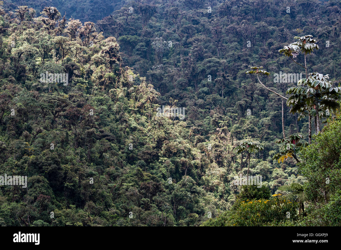 Carpish cloud forest in Huanuco department, Peru Stock Photo - Alamy