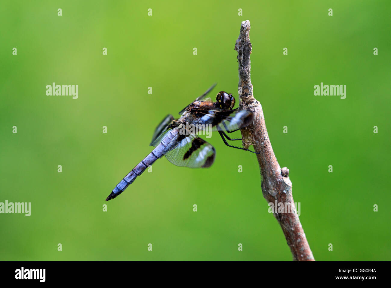 Twelve-spotted skimmer (Libellula pulchella Stock Photo - Alamy