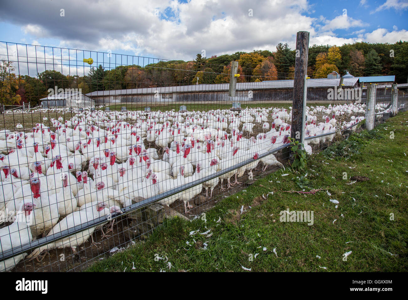 A turkey farm in Massachusetts which raises their free range turkeys in ...