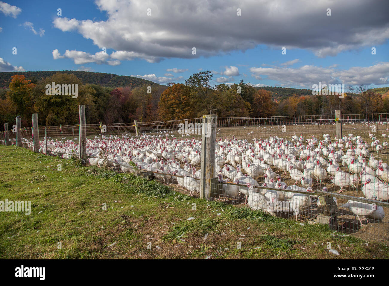 Turkey Farm Langley: Jd Farms Turkey – YNAK