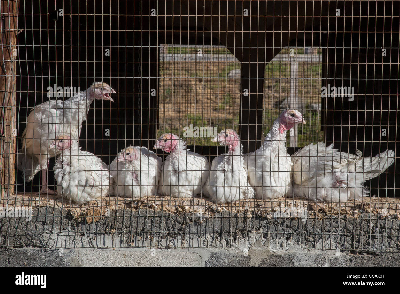Turkey farm hi-res stock photography and images - Alamy