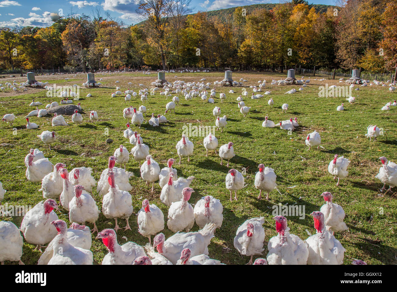 Free range turkey farm hi-res stock photography and images - Alamy