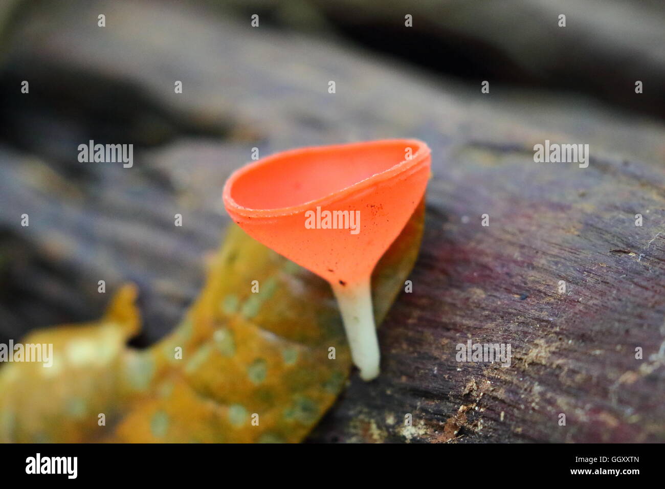 Cup Fungus, Cookeina sulcipes Stock Photo - Alamy