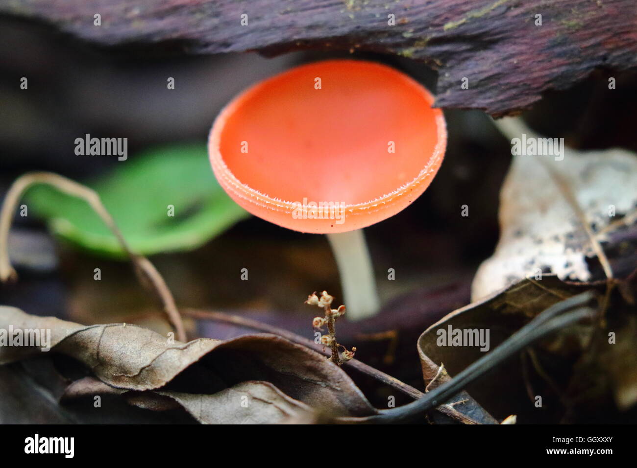 Cup Fungus, Cookeina sulcipes Stock Photo - Alamy