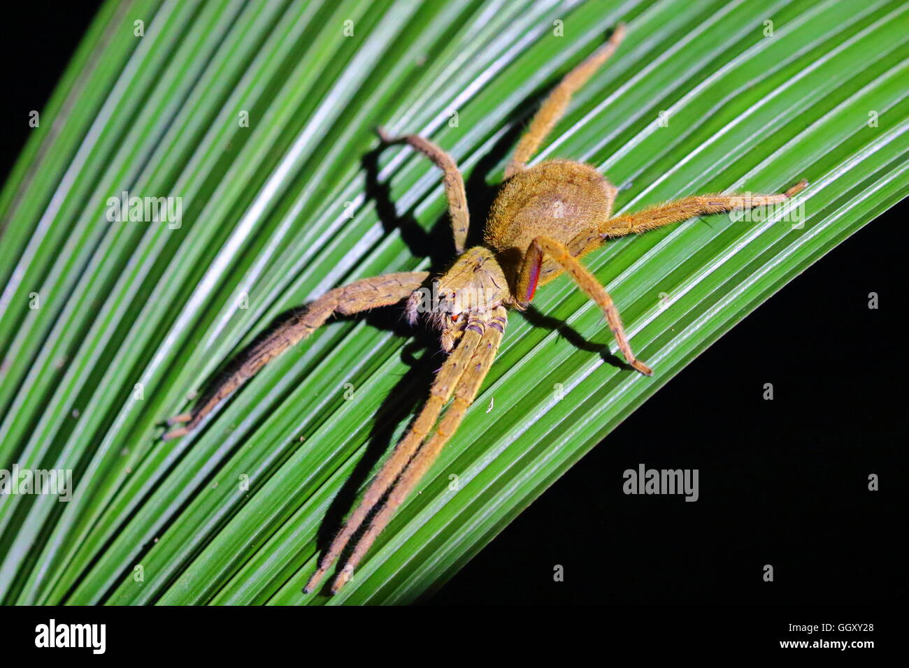 Wandering spider, Cupiennius species Ctenidae in the Osa Peninsula ...