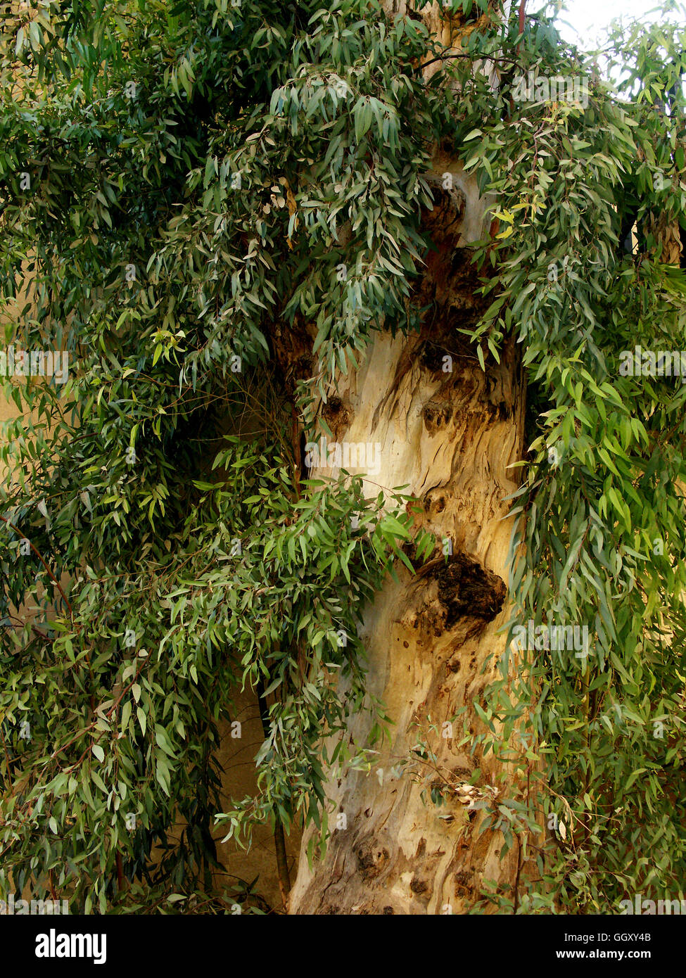 Ancient tree at the Ben Ezra Synagogue in the Coptic area of Old Cairo ...