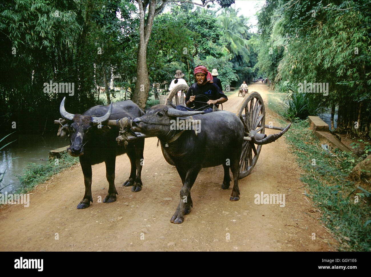 Farmer riding ox cart hi-res stock photography and images - Alamy