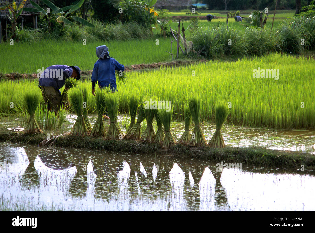 Farmers harvesting rice near Angkor Wat. Siem Reap, Cambodia Stock ...