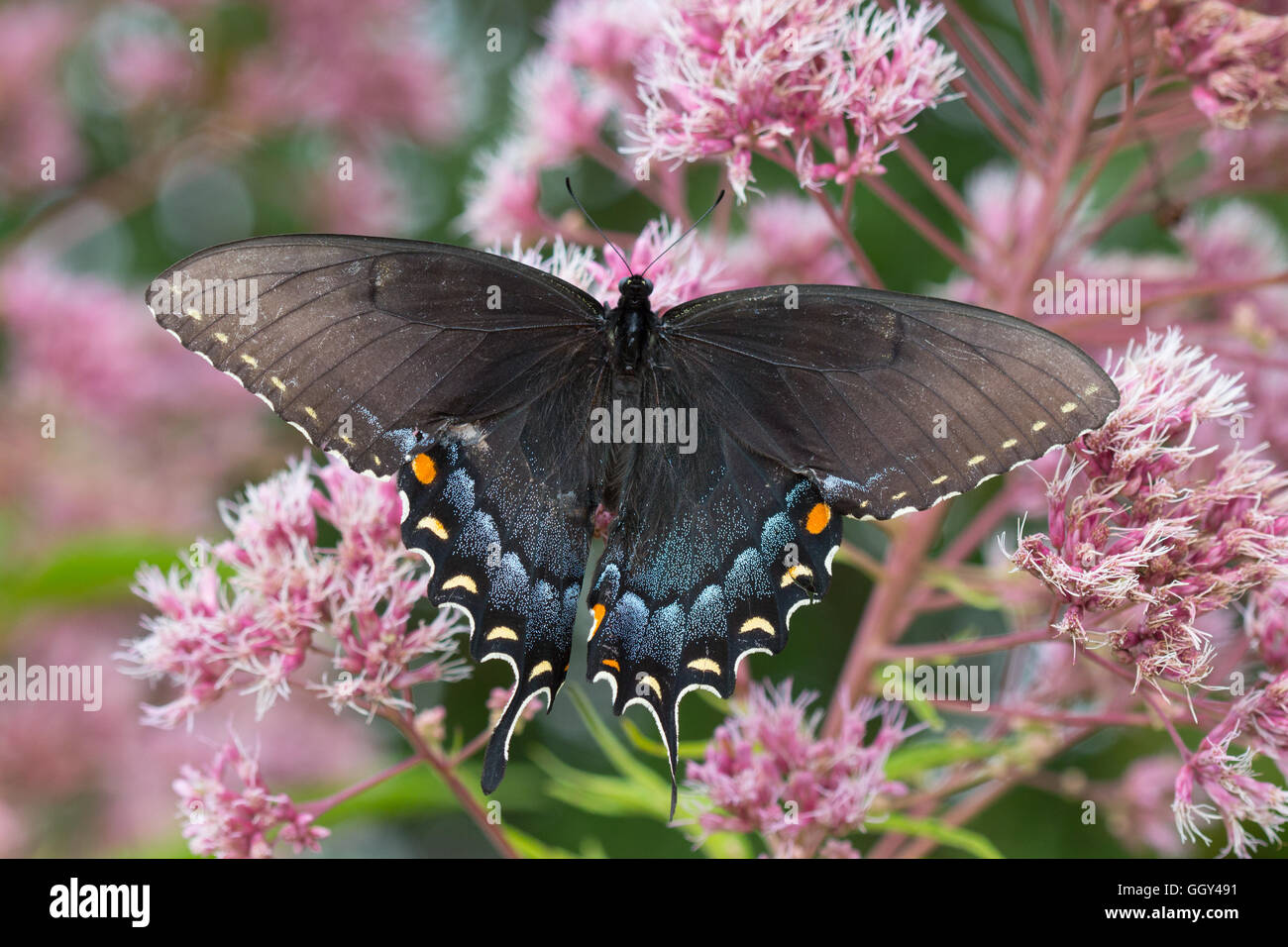 Dark form female Eastern Tiger Swallowtail butterfly (Papilio glaucus ...