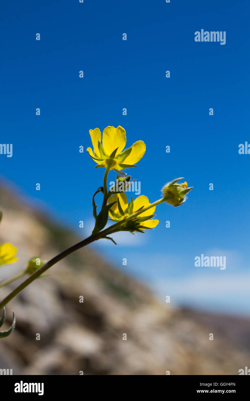 Buttercup flowers (Ranunculus sp.) blooming on a mountainside at ...