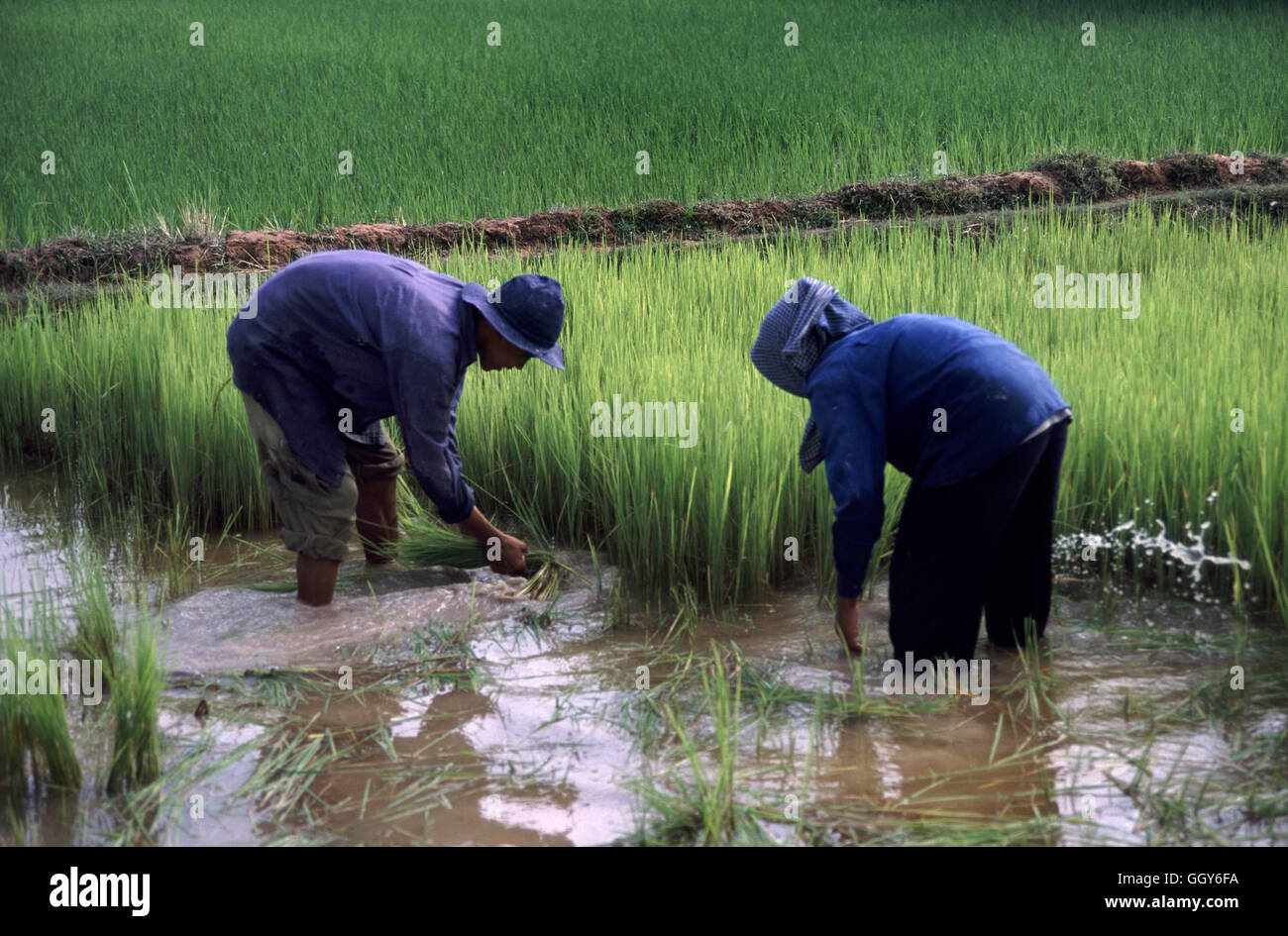 Farmers harvesting rice near Angkor Wat. Siem Reap, Cambodia Stock ...