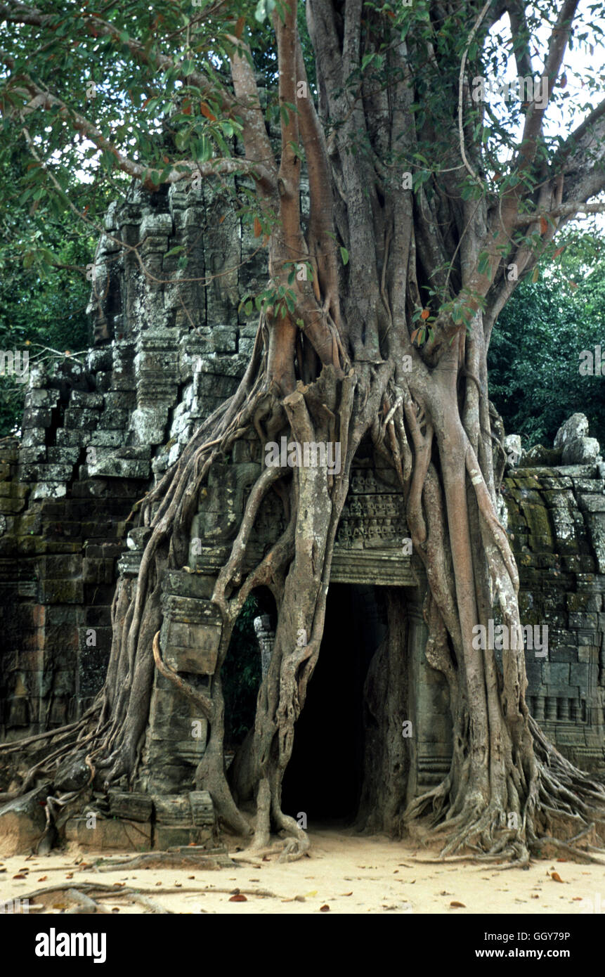 Tree Roots Covering Temple Ruins High Resolution Stock Photography and ...