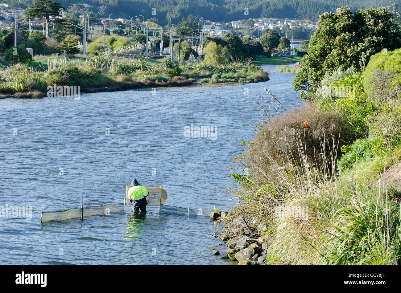 Whitebaiting in Porirua Stream, Porirua, Wellington, North Island, New ...