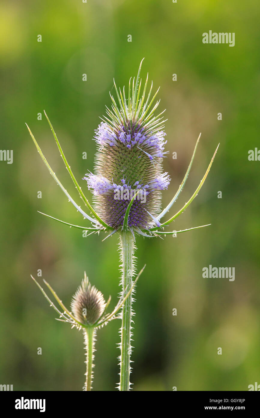 Common teasel hi-res stock photography and images - Alamy