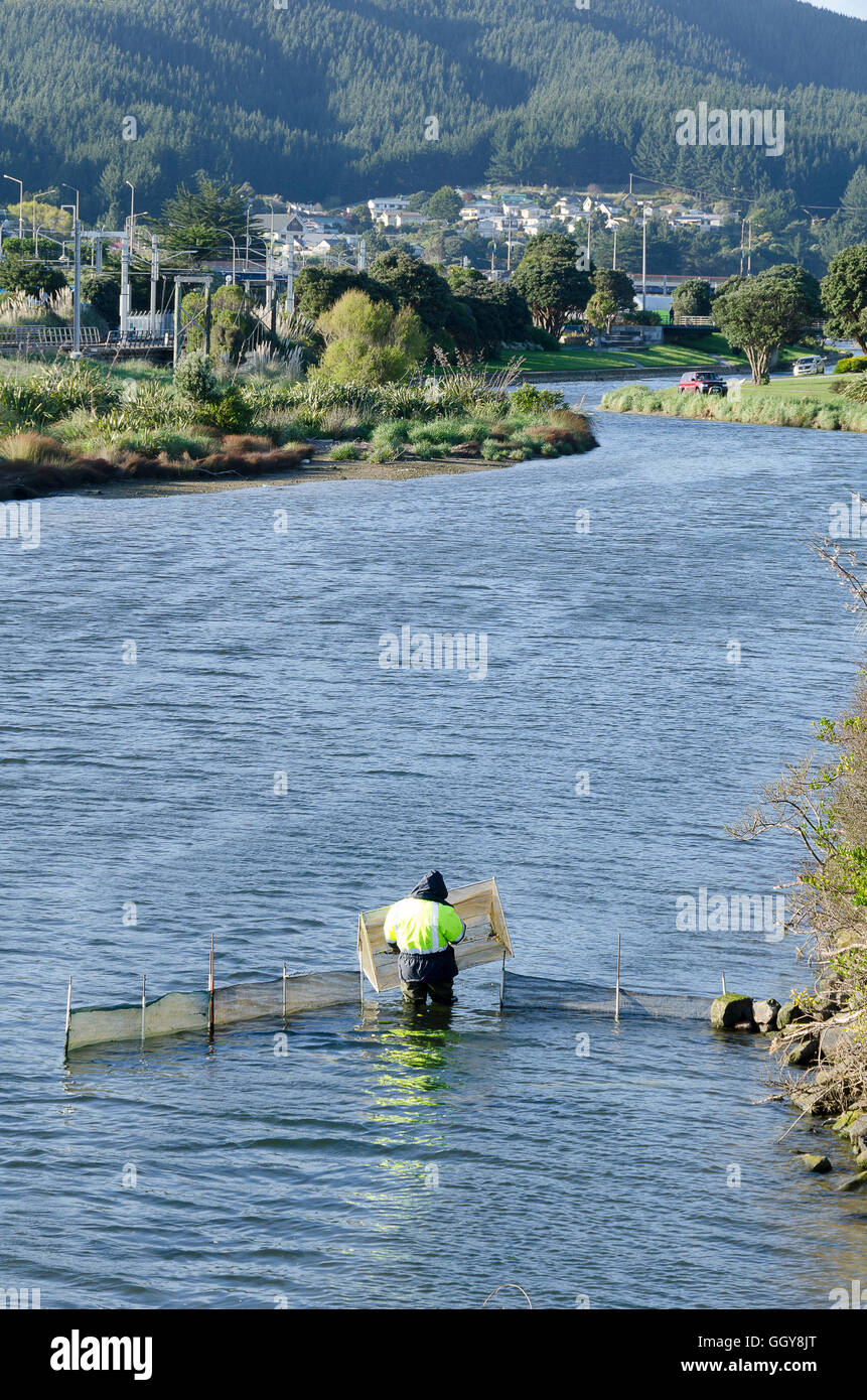 Whitebaiting in Porirua Stream, Porirua, Wellington, North Island, New ...