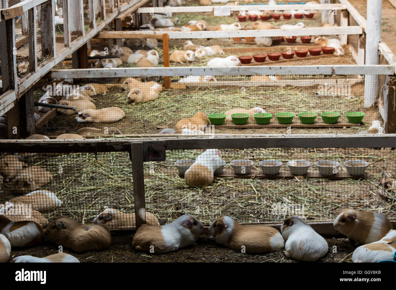 Guinea pigs (Cavia porcellus) farm in Huanuco,Andes mountains, Peru ...