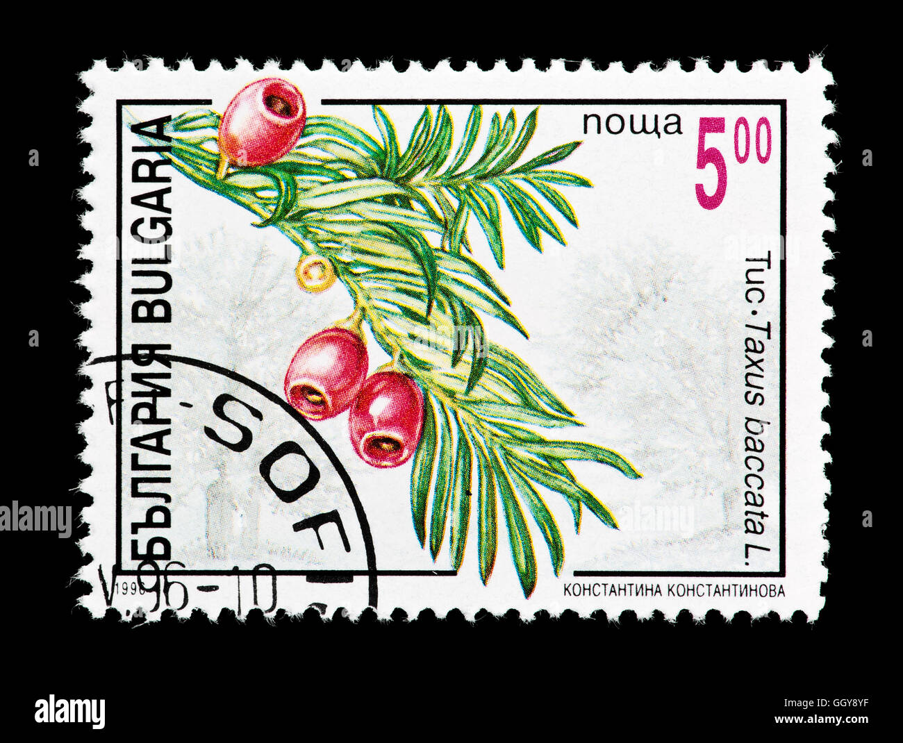 Postage stamp from Bulgaria depicting the fruit of the common yew ...