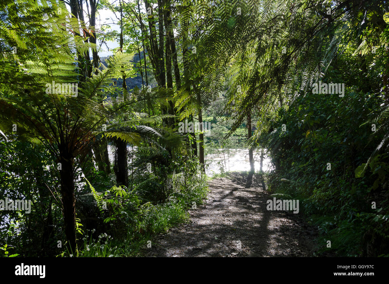 Ferns and trees along path leading to Wanganui River, Whakahoro, near ...