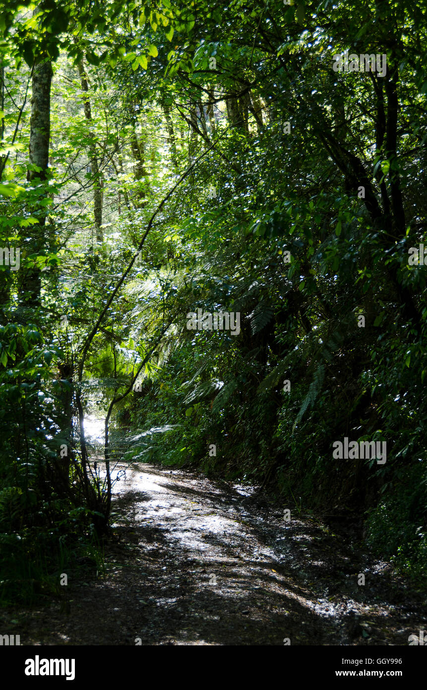 Ferns and trees along path leading to Wanganui River, Whakahoro, near ...