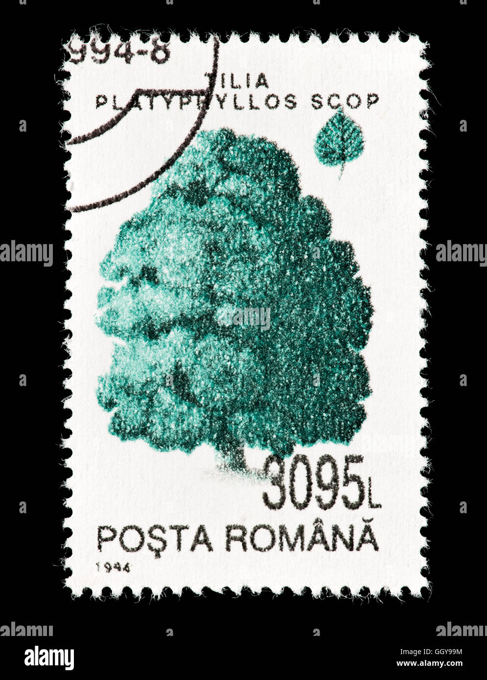 Postage stamp from Romania depicting Large-leaved Lime (Platyphyllos ...