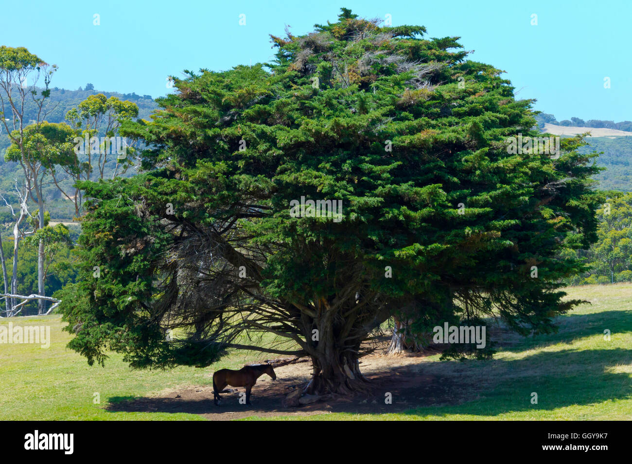 Southwest Forests in West Australia. Mixed Trees. Awesome Australia ...