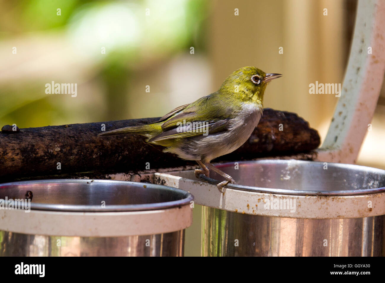 Australian birdlife hi-res stock photography and images - Alamy