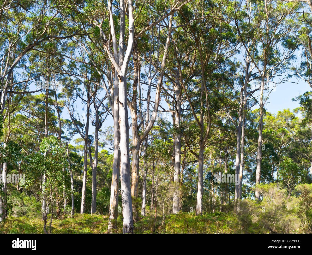 Denmark river western australia hi-res stock photography and images - Alamy