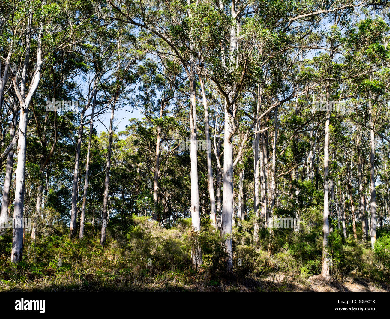 Denmark River in Denmark in Western Australia Stock Photo - Alamy