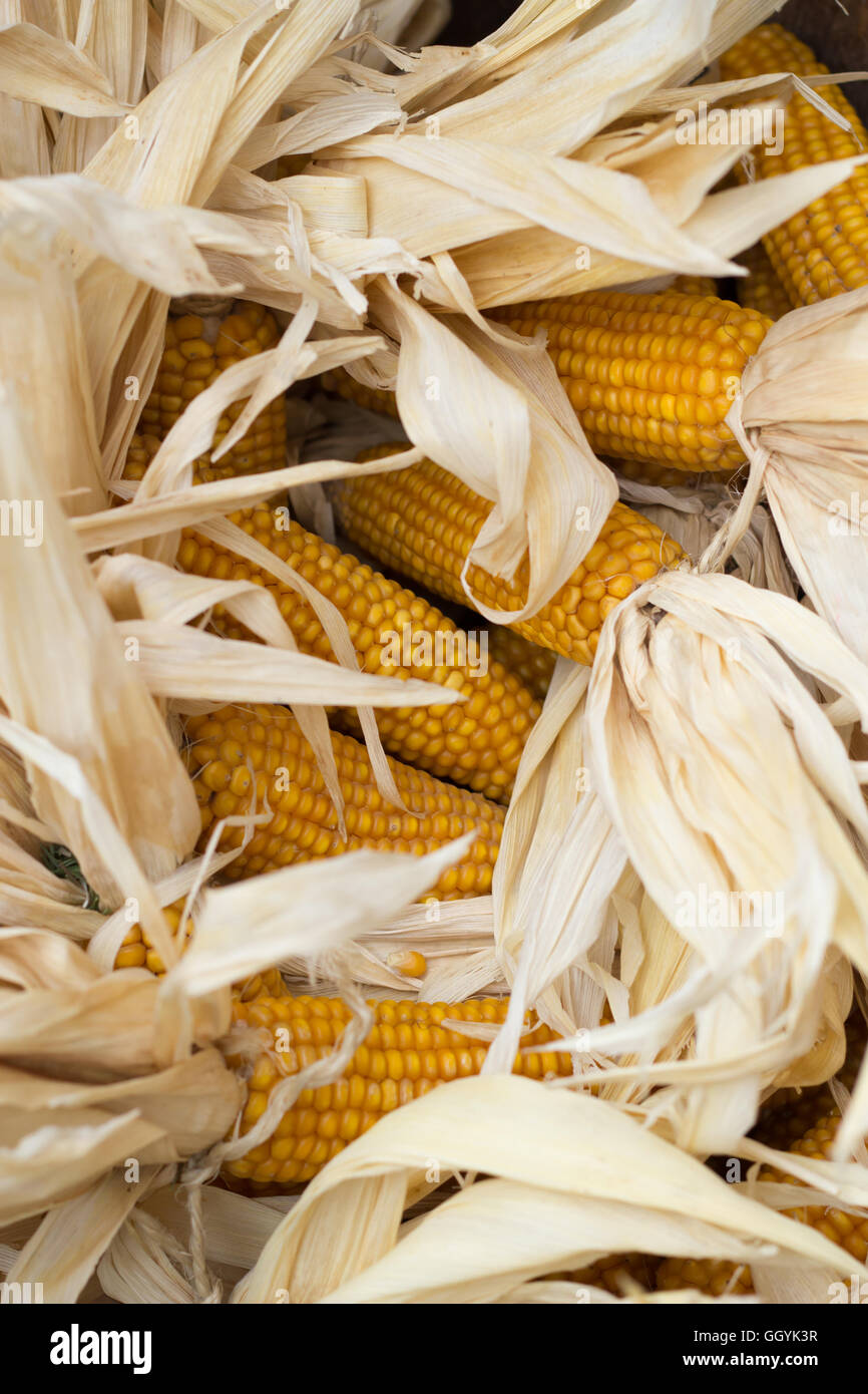 Dry corn cob hi-res stock photography and images - Alamy