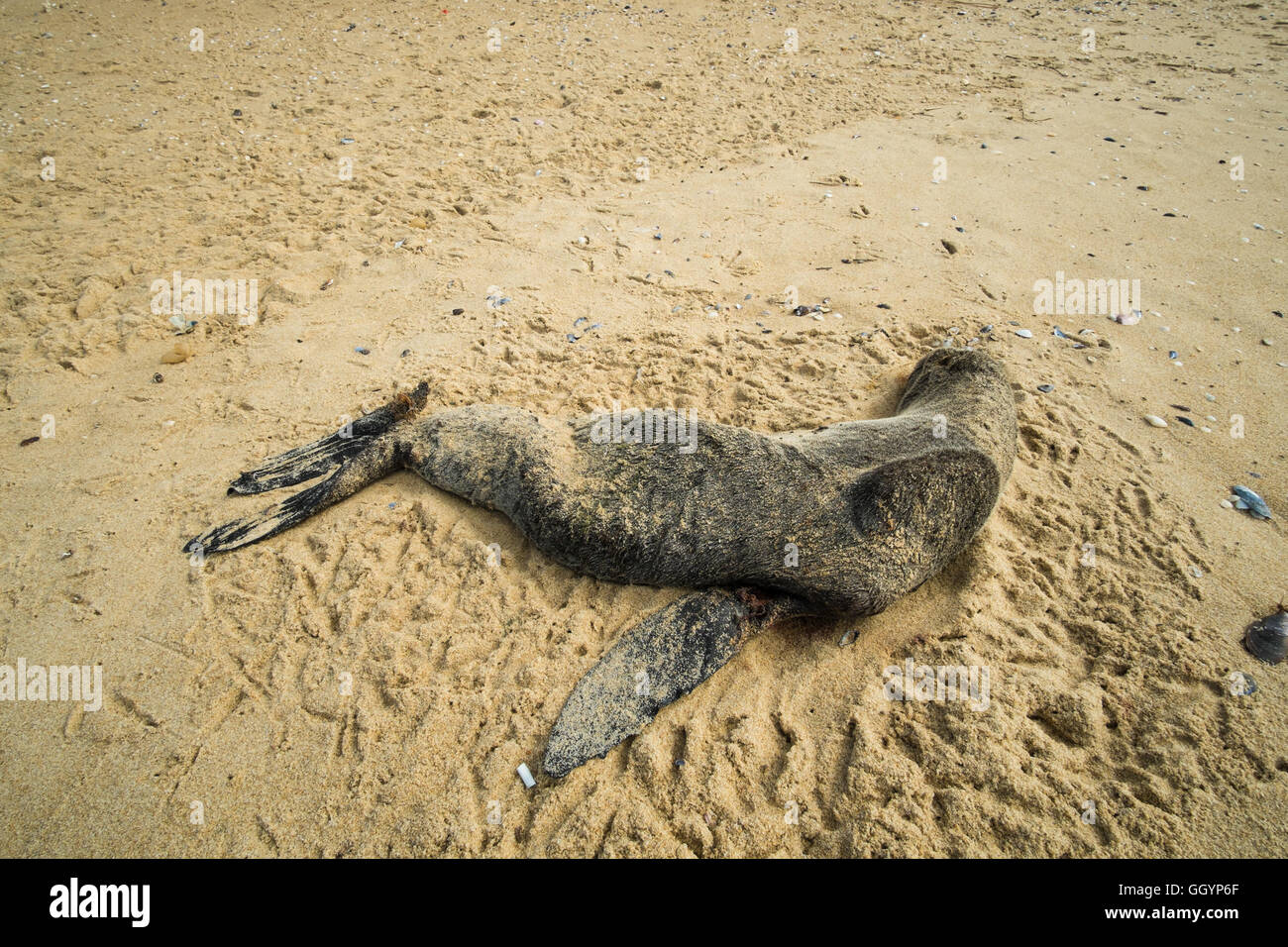 Dead seal washed ashore on beach sand Stock Photo - Alamy