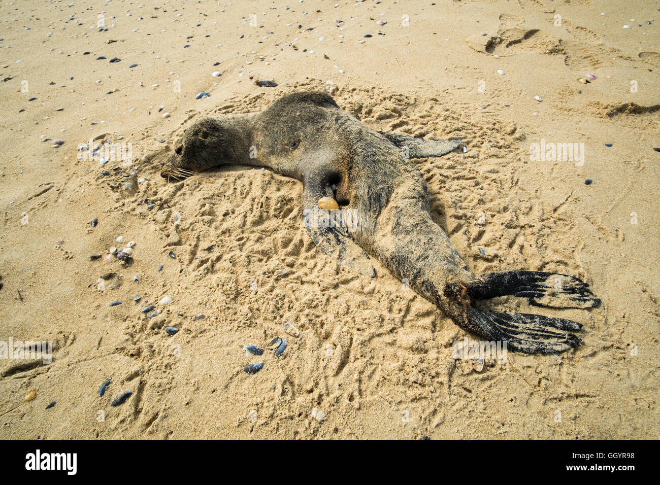 Dead seal washed ashore on beach sand Stock Photo - Alamy