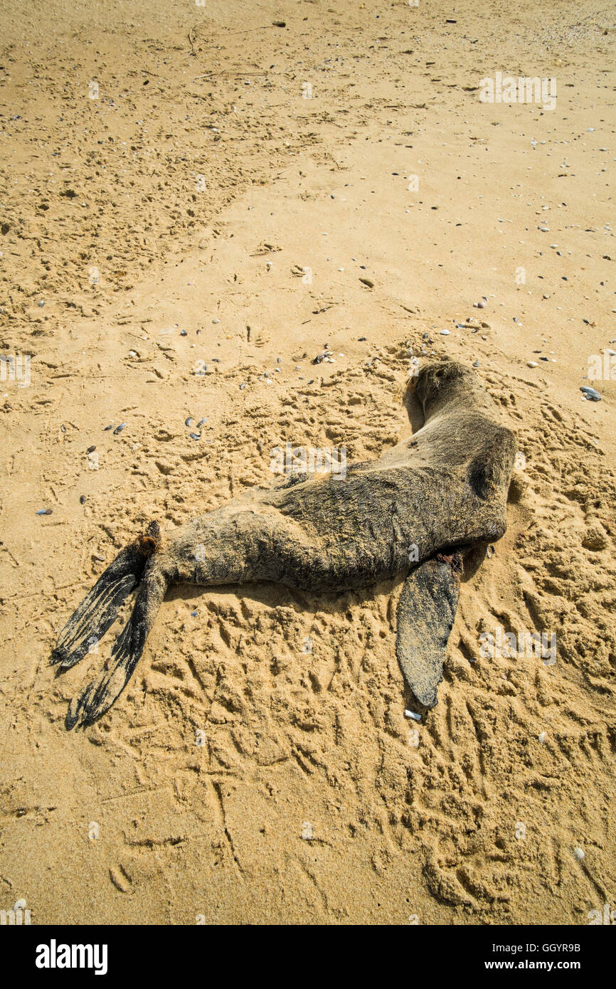 Dead seal washed ashore on beach sand Stock Photo - Alamy
