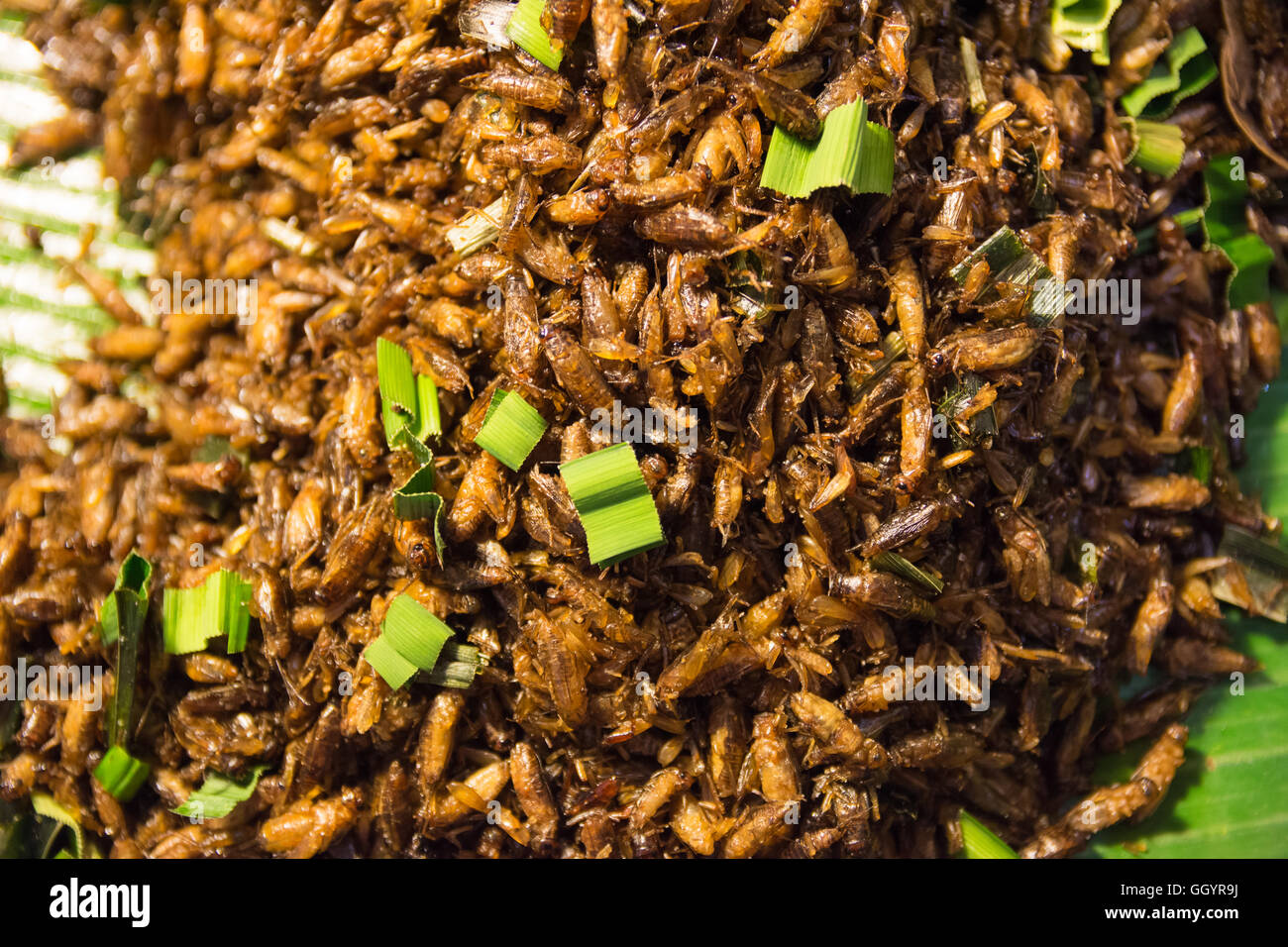 Cricket food product hi-res stock photography and images - Alamy
